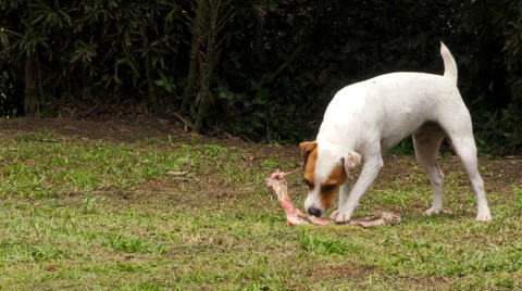 Jack The Ripper Stock Footage ~ Royalty Free Stock Videos | Pond5