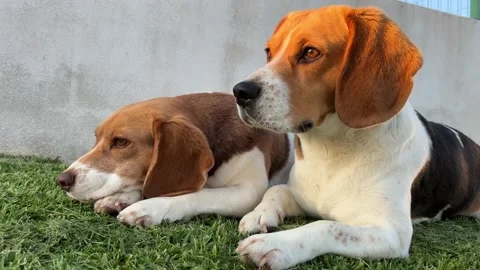 Hunting White Girls Stock Videos – Royalty-Free HD & 4K Videos | Pond5