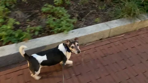 Jack Russell Terrier Dog Exploring Garde... | Stock Video | Pond5