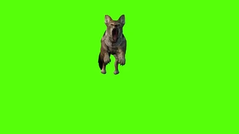 Jackal Attack Forward Green Screen Anima... | Stock Video | Pond5