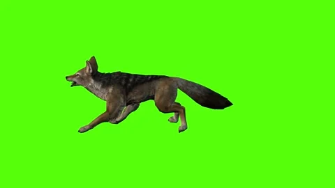 Jackal Attack Green Screen Animation 4K ... | Stock Video | Pond5