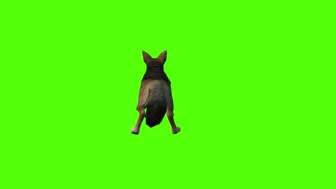 Jackal Attack Green Screen Animation 4K ... | Stock Video | Pond5