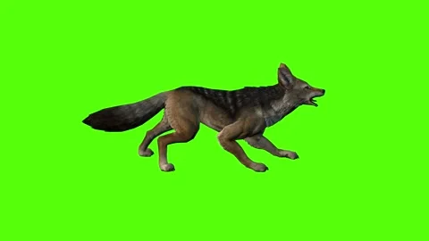 Jackal Bite Green Screen Animation 4K Re... | Stock Video | Pond5