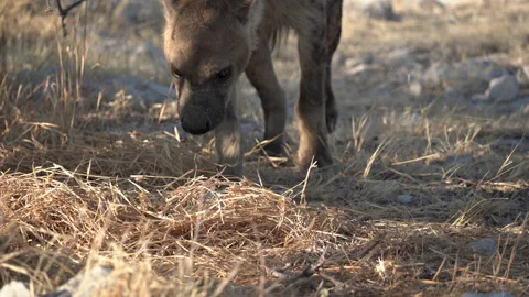 Hyena Poop Weird Science: Hyena Poop Smithsonian Magazine