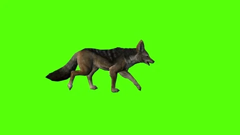 Jackal Walking Green Screen Animation 4K... | Stock Video | Pond5
