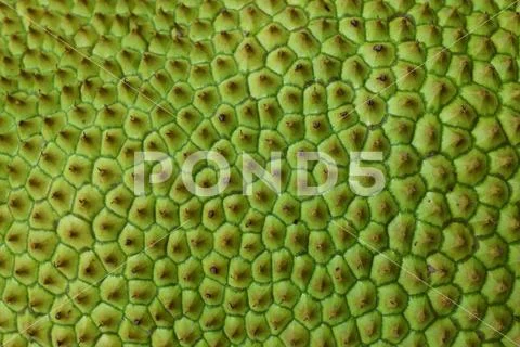 Jackfruit background / green skin jackfruit texture background Stock ...
