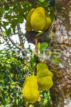 Photograph: Jackfruit growing on jack tree in Rio de Janeiro Brazil ...