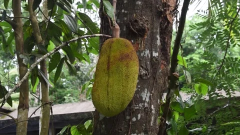 Jackfruit in a jack tree. | Stock Video | Pond5