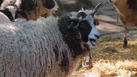 Screaming Sheep Stock Video Footage | Royalty Free Screaming Sheep ...