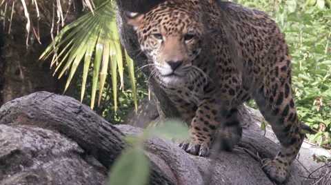 Jungle Panther Stock Footage ~ Royalty Free Stock Videos | Pond5