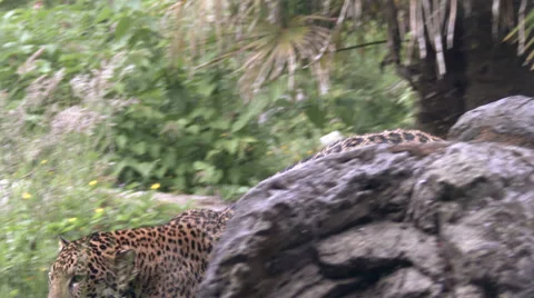 Jaguar aka Panther a Spotted Jungle Cat | Stock Video | Pond5