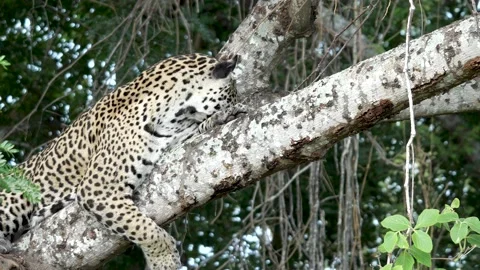 Jaguar lying on a tree branch licking it... | Stock Video | Pond5