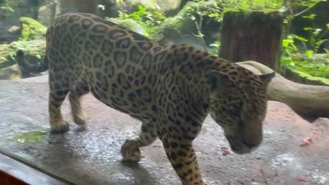 Pacing Back and Forth Stock Video Footage | Royalty Free Pacing Back ...