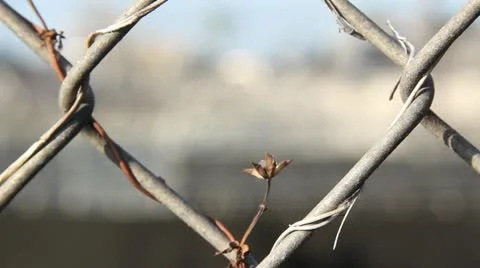 Jail/Prison Barb Wire and Fence(Rack Foc... | Stock Video | Pond5