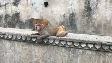 Jaipur, India - Galta Ji, monkeys pose i... | Stock Video | Pond5