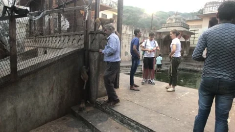 Feed For Ji Stock Videos – Royalty-Free HD & 4K Videos