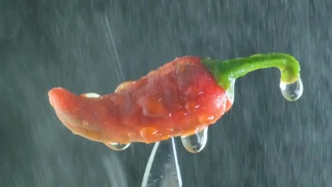 Jalapeno - Red Chili Pepper Wet And Dri... | Stock Video | Pond5