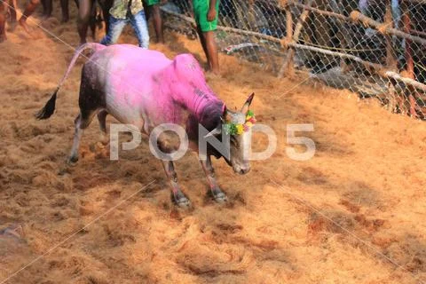 Jallikattu or Taming the bull ( Indian bull fight ) ~ Premium Photo ...