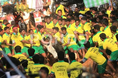 Jallikattu or Taming the bull ( Indian bull fight ) Stock Image #230068336