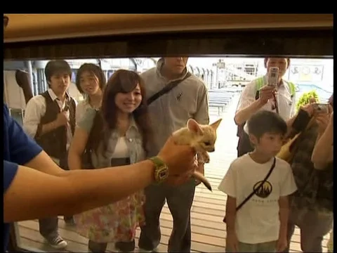 Fennec Fox Stock Video Footage | Royalty Free Fennec Fox Videos | Pond5