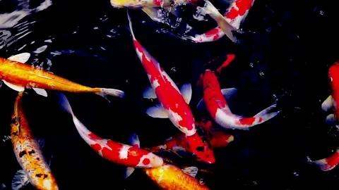 Koi Stock Video Footage | Royalty Free Koi Videos | Pond5