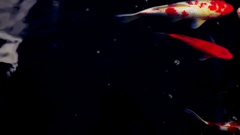 Japan Koi fish in the Koi Pond.The surfa... | Stock Video | Pond5