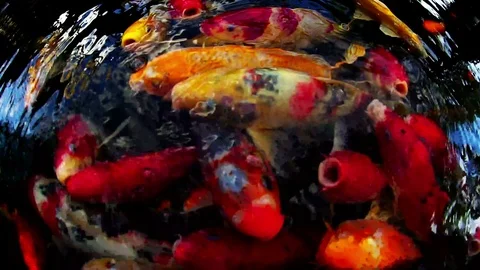 Japan Koi fish in the Koi Pond.The surfa... | Stock Video | Pond5