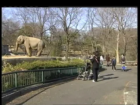 JAPAN: An unexpected "baby boom" at a T... | Stock Video | Pond5