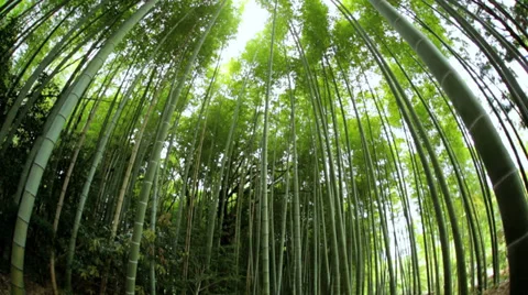 Japanese bamboo rainforest environment s... | Stock Video | Pond5