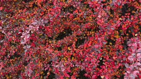 Japanese Barberry Bush in Autumn | Stock Video | Pond5