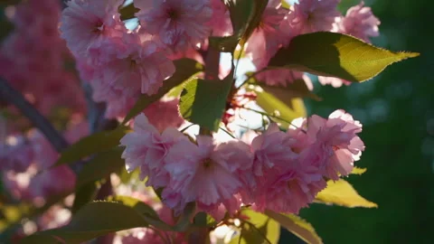 Pink Japanese Wallpaper Stock Videos – Royalty-Free HD & 4K Videos