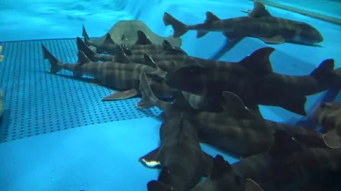 Japanese Sharking Stock Videos – Royalty-Free HD & 4K Videos | Pond5