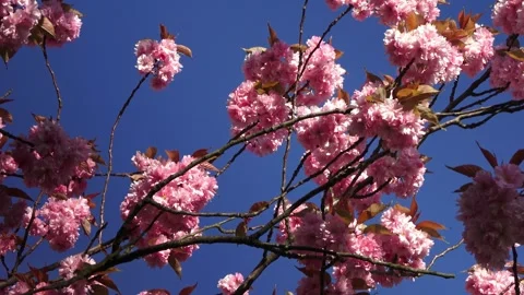 Japanese Cherry Blossom, Sakura Kirschbl... | Stock Video | Pond5