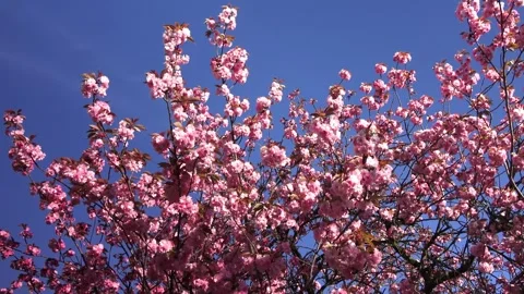 Japanese Cherry Blossom, Sakura Kirschbl... | Stock Video | Pond5