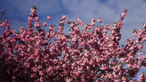 Japanese Cherry Blossom, Sakura Kirschbl... | Stock Video | Pond5
