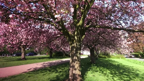 Japanese Cherry Blossom, Sakura Kirschbl... | Stock Video | Pond5