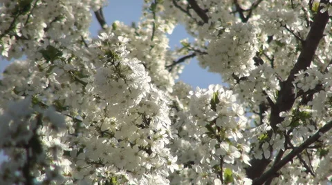 Explosion In Jap Stock Videos – Royalty-Free HD & 4K Videos