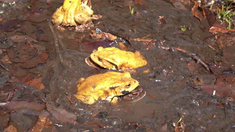 Japanese common toads in the process of ... | Stock Video | Pond5
