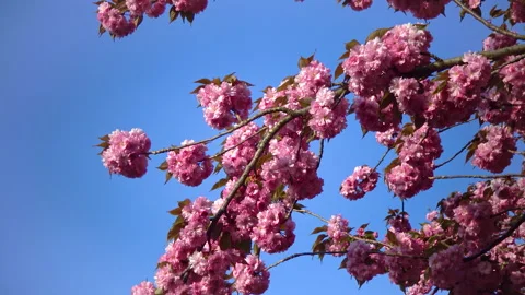 Japanese Tree Pattern Stock Videos – Royalty-Free HD & 4K Videos | Pond5