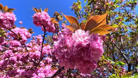 Japanese Tree Pattern Stock Videos – Royalty-Free HD & 4K Videos | Pond5