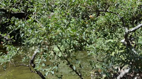 Japanese garden, shooting with conductin... | Stock Video | Pond5