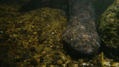 Hellbender Stock Video Footage | Royalty Free Hellbender Videos | Pond5