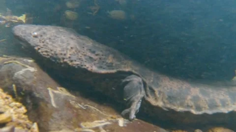 Hellbender Stock Video Footage | Royalty Free Hellbender Videos | Pond5