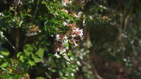 Japanese Hummingbird Hawk-Moth drinking ... | Stock Video | Pond5