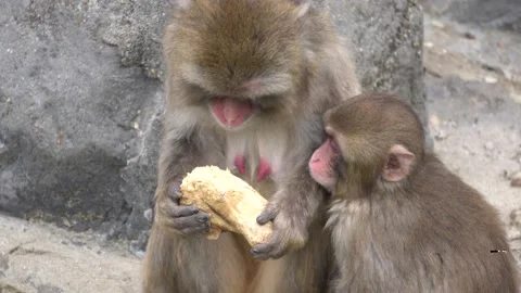 Japanese Macaque Eating Food In Zoo - c... | Stock Video | Pond5