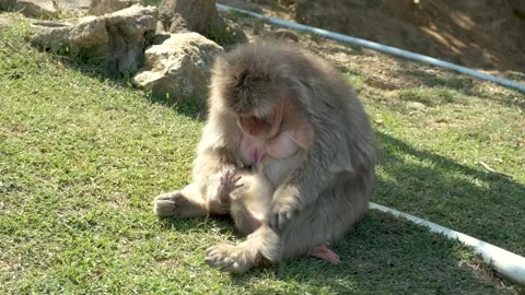 Japanese Mother Video Stock Videos – Royalty-Free HD & 4K Videos | Pond5