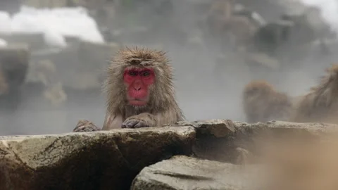 Japanese Hot Viedo Stock Videos – Royalty-Free HD & 4K Videos | Pond5