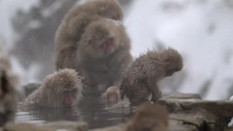 Japanese Family Stock Videos – Royalty-Free HD & 4K Videos | Page 3