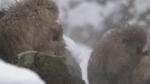 Japanese Family Stock Videos – Royalty-Free HD & 4K Videos | Page 3