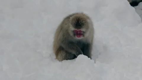 Searching Movie Clip Stock Videos – Royalty-Free HD & 4K Videos | Pond5